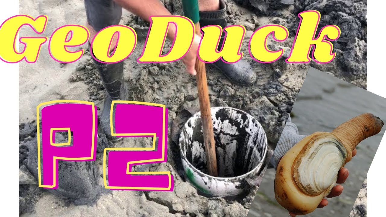 OUTDOOR ACTIVITIES: GEO DUCK DIGGING P2 | CLAMING | HORSE NECK CLAM ...