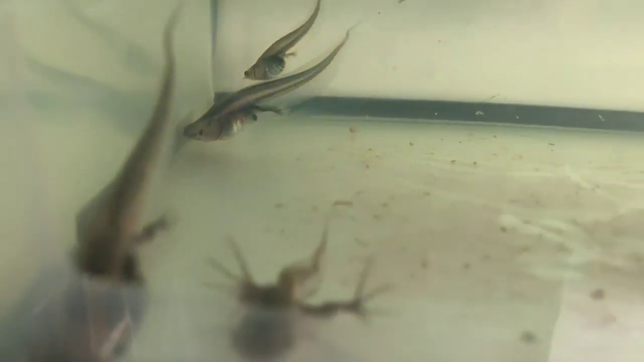 Tadpole Observation 3-17-2020 - YouTube