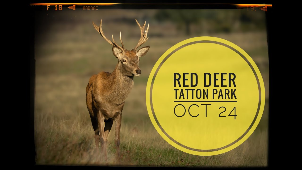 Red Deer, Tatton Park, October 24 - YouTube