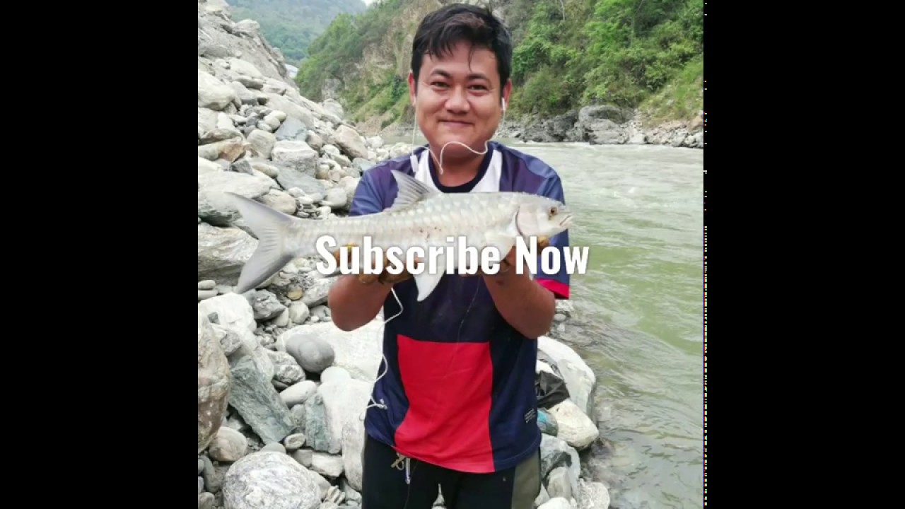 Fishing in Sikkim dam river record Golden capper Mahseer Catches nem ...