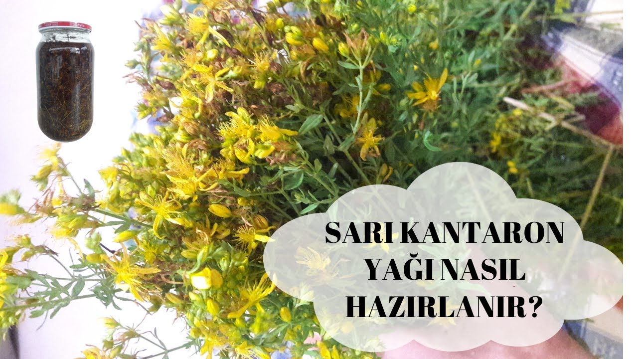 Sarı Kantaron Yağı Nasıl Hazırlanır? - YouTube