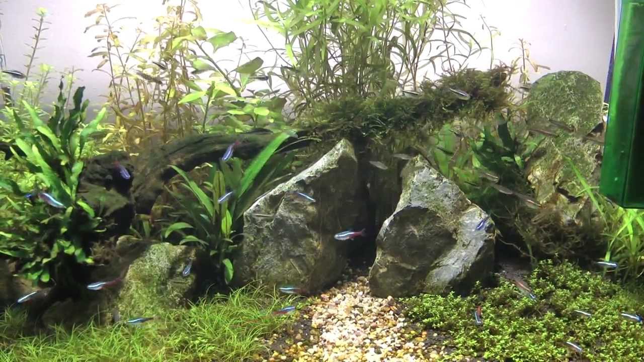 Akwarium 150l, razbora galaxy, neon, zwinnik - YouTube