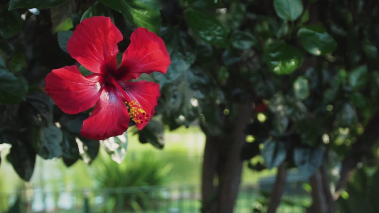 Close up Footage Of A Red Gumamela Flower In Full Bloom - YouTube