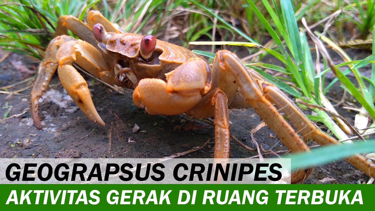 Melihat Aktifitas Kepiting Darat Geograpsus crinipes | Relaxing Video ...
