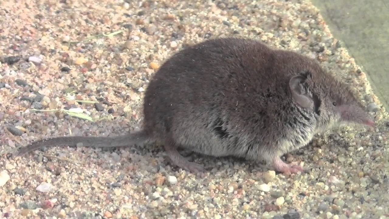 Spitsmuis test - YouTube