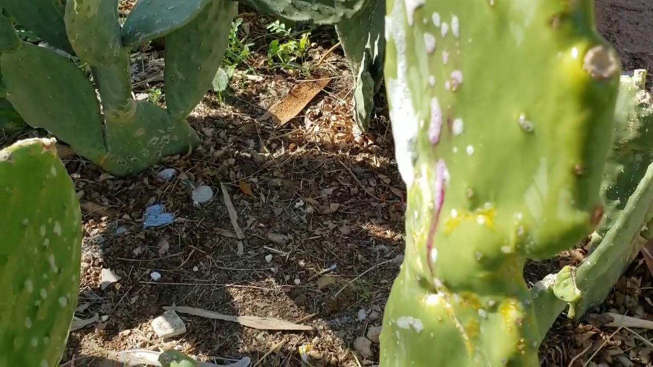 Como quitar la plaga de los Nopales - YouTube