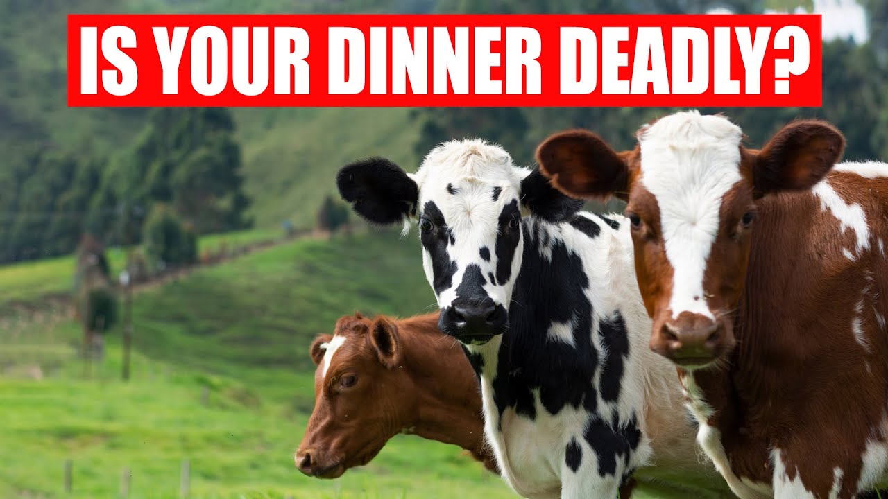 Is Your Dinner Deadly? Cows, Cancer, and Your Diet! - YouTube