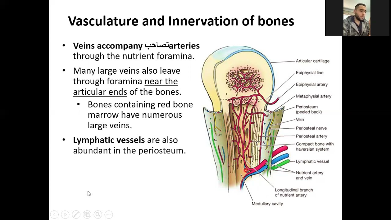 introduction to human anatomy lecture 7- skeletal system vasculature ...