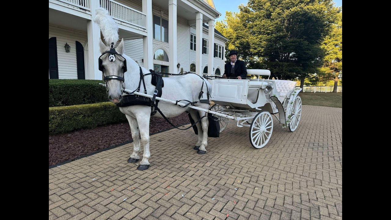 Traditional White Wedding Carriage Colts Neck - YouTube