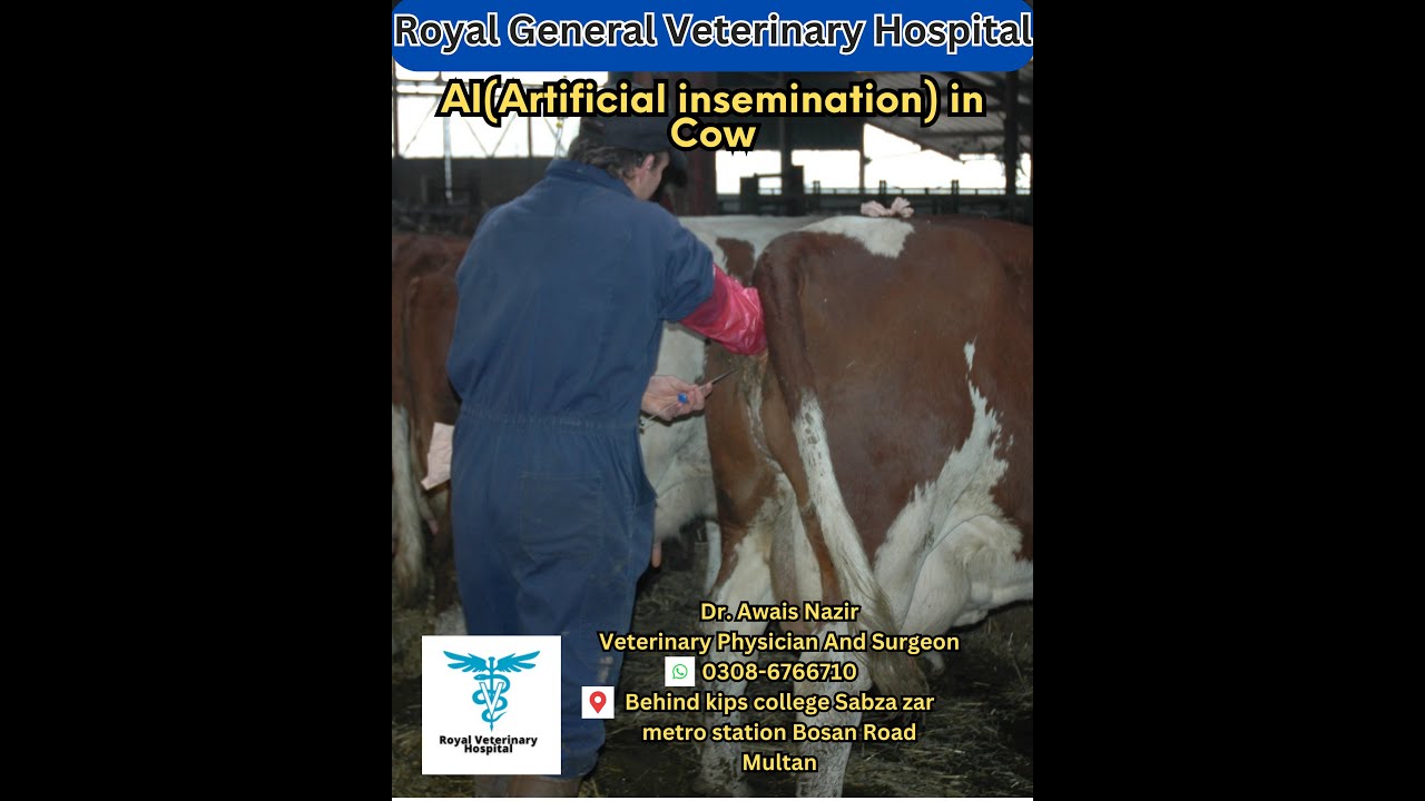 AI in cow best method / Artificial insemination in cows - YouTube