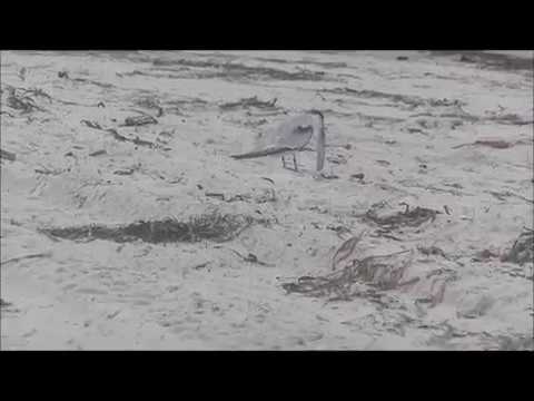 Least Tern Fledge Eating Fish Gandy Beach June19 2017 - YouTube