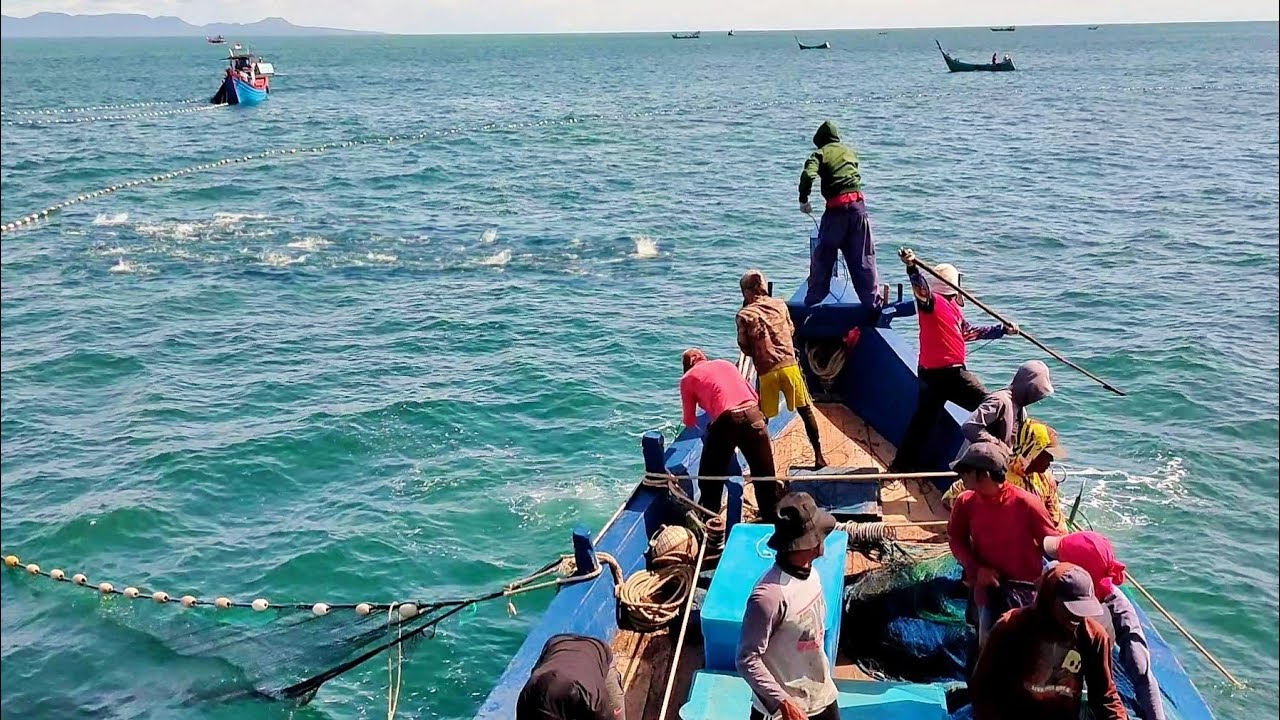 Jaring lingkar, Luar biasa gak di sangka dapat banyak ikan cakalang ...