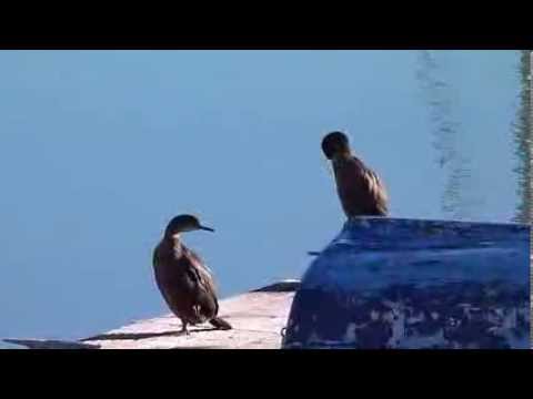 Deaux juvenile Shags et demi, le Ramsgit 'Arboer, Dix Janviere 1769 ... 11.37 heurs ...