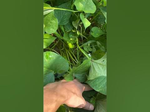 Java potato so many #vegetablegardening #nature #gardeningvideos # ...