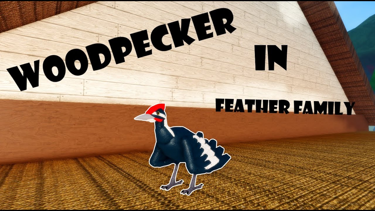 WOODPECKER in FEATHER FAMILY!!! A Roblox Game!! - YouTube