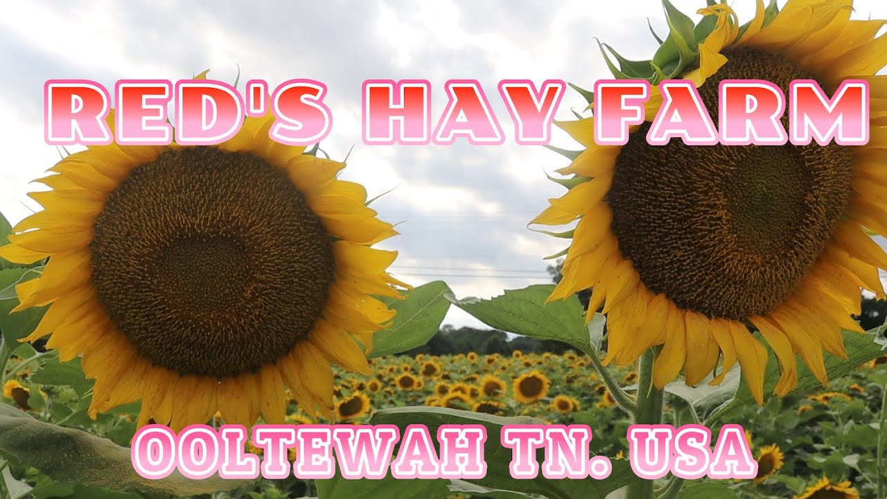 RED'S HAY FARM OOLTEWAH TENNESSEE USA JULY 9, 2022 - YouTube