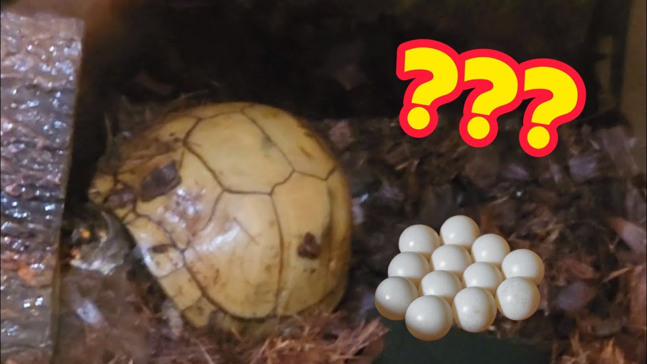 Baby Box Turtle Update: Snappy (mom) Could Lay More Eggs!?!? - YouTube