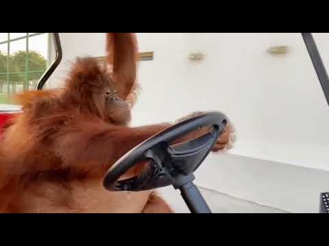 orangutan driving golf cart - YouTube