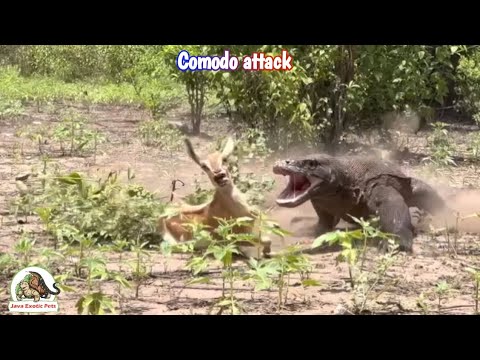 Comodo Attack - YouTube