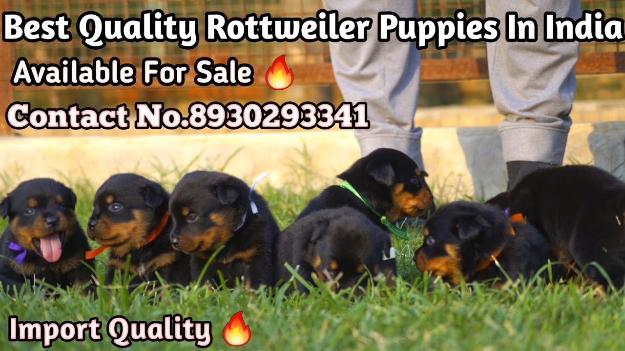 Best Quality Rottweiler Puppies In India | Available For Sale 🔥 ...