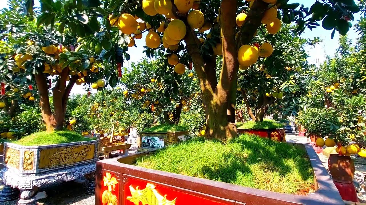 Growing Pomelo fruit trees in the cement pots - YouTube