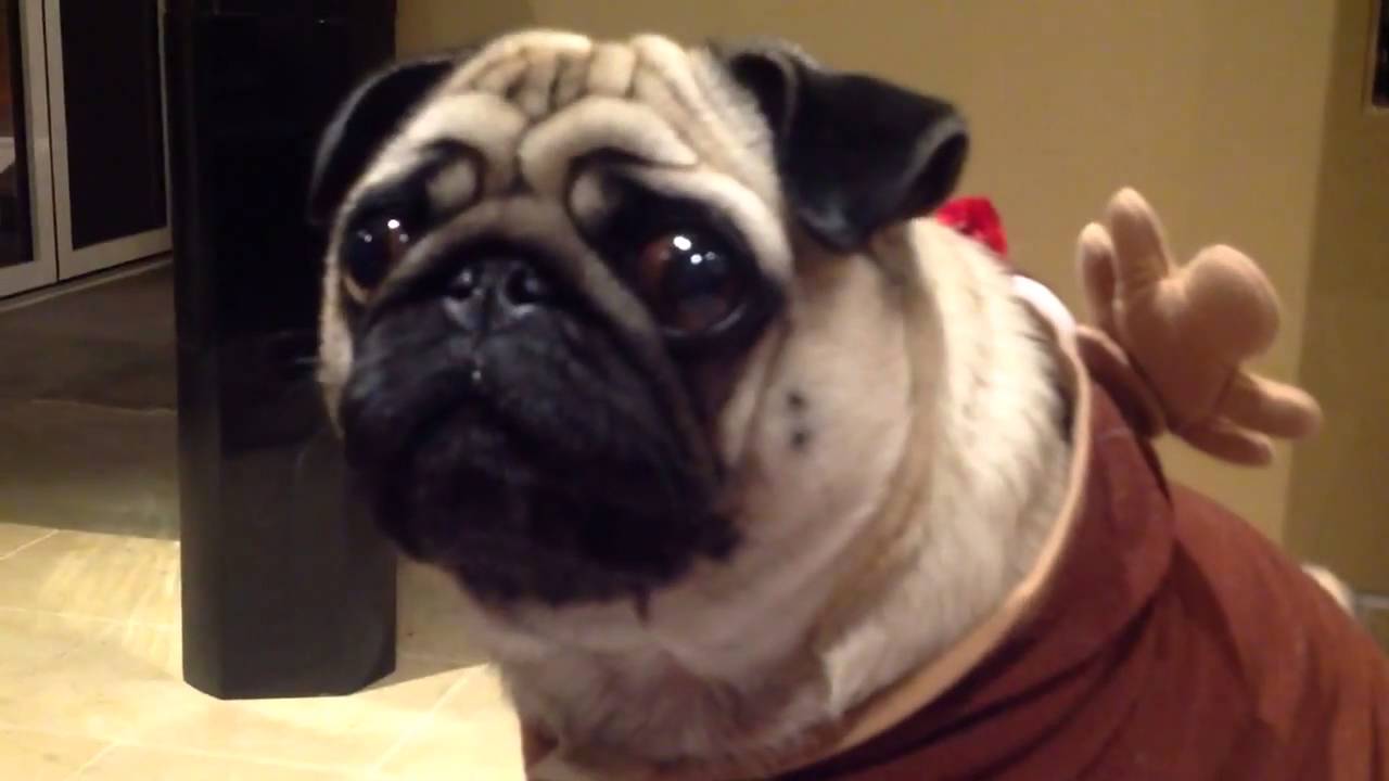Hungry pug - YouTube