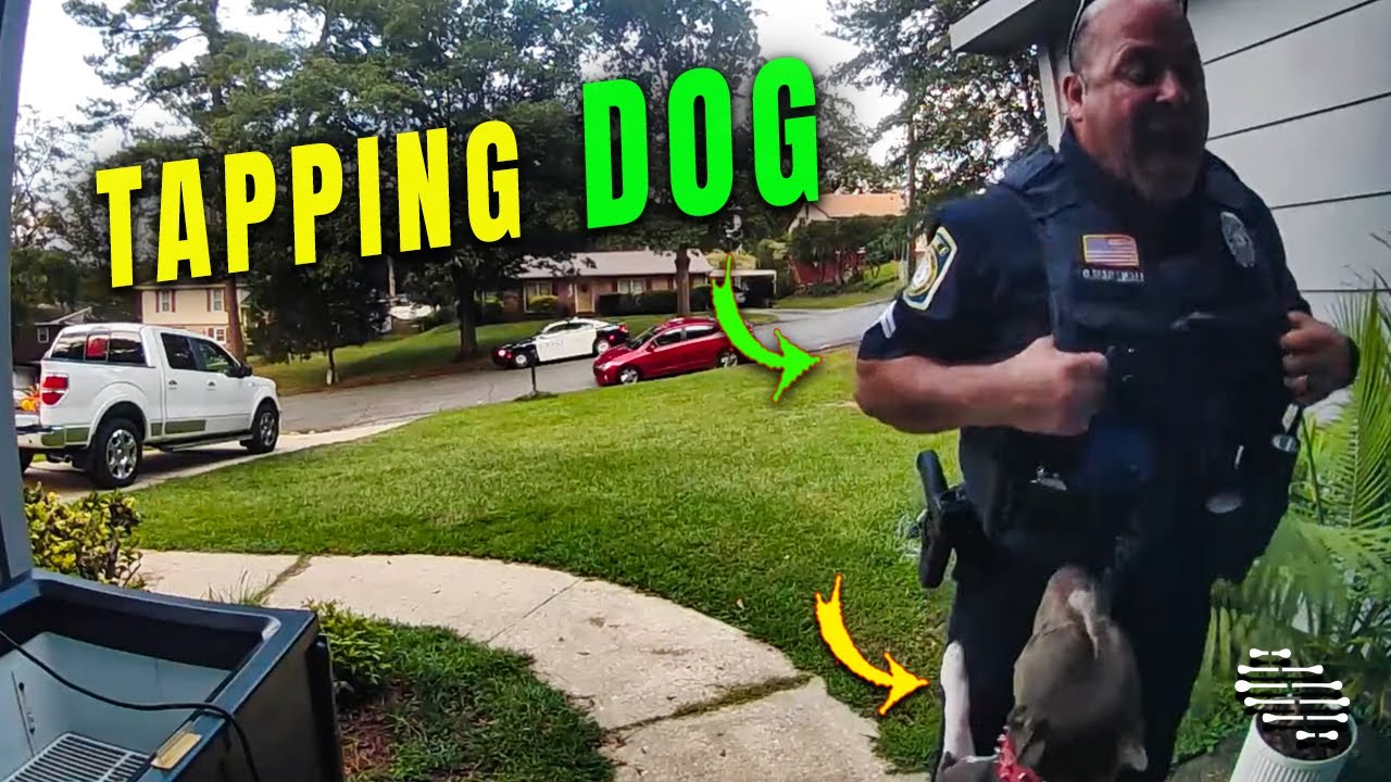 Playful Dog Nut Taps a Guy Unintentionally - YouTube
