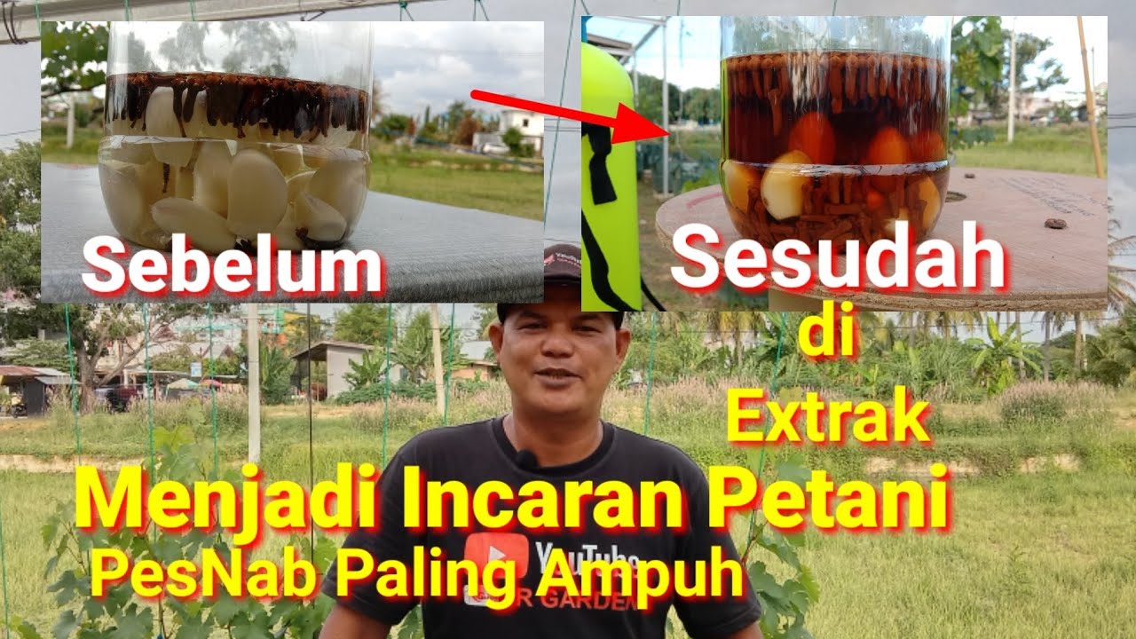 Cara Menggunakan Pestisida Nabati Atau PesNab - YouTube