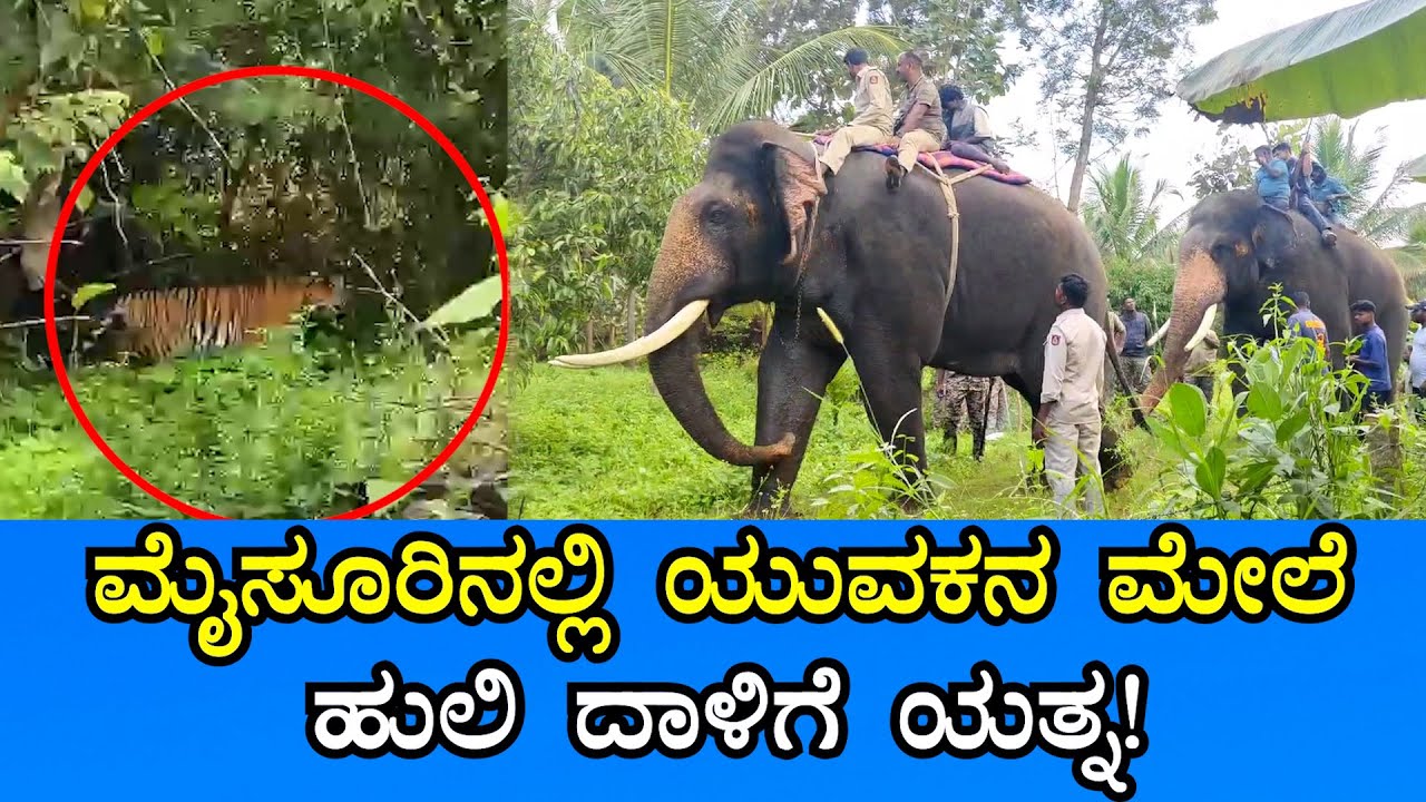 Tiger Found in HD kote | Kumki Dasara Elephants Bheema & Mahendra in ...