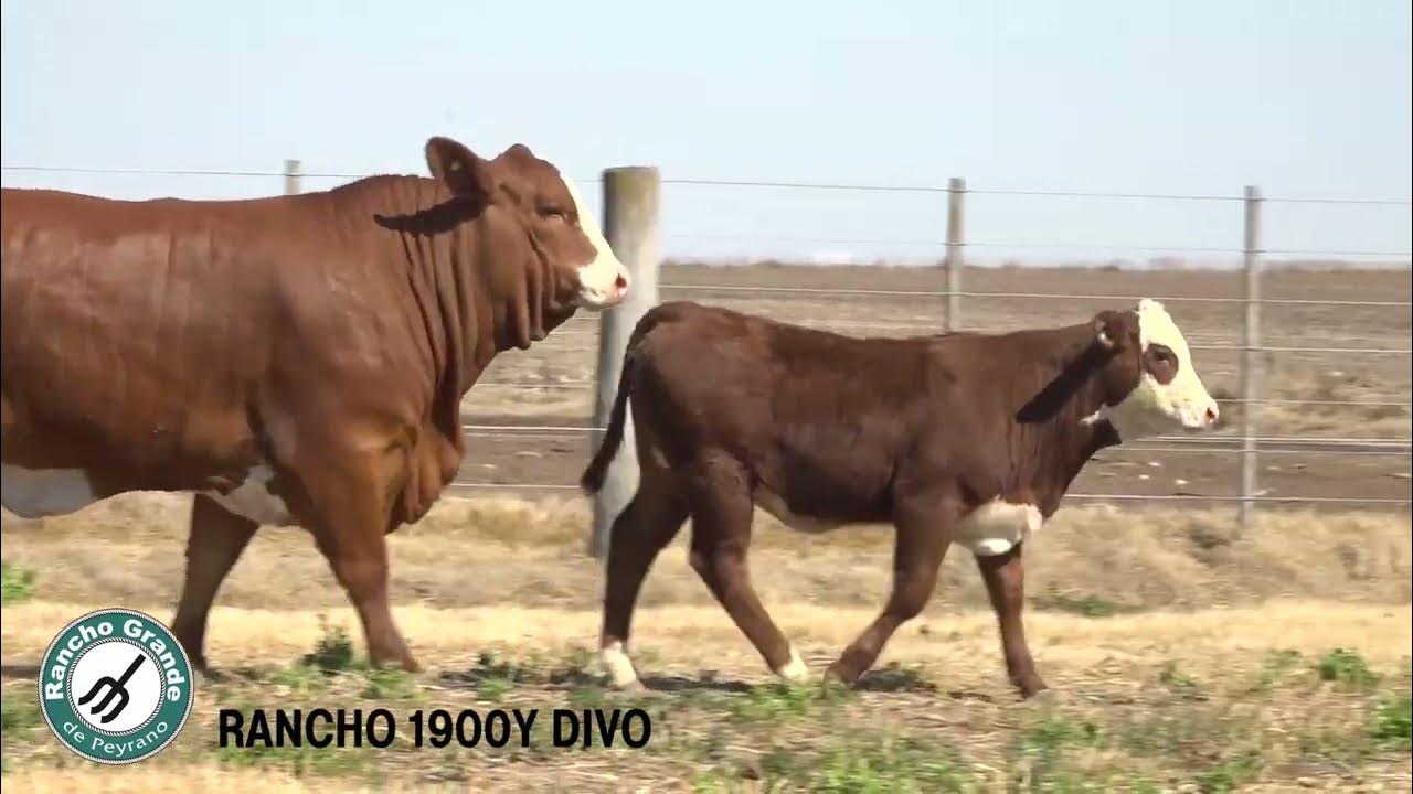 RANCHO 1900Y DIVO - YouTube