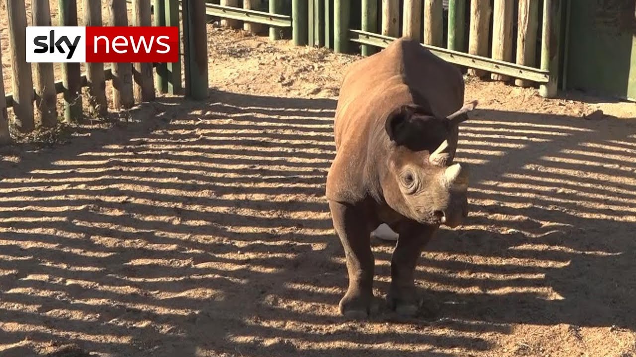 Saving a rhino to save a species - YouTube