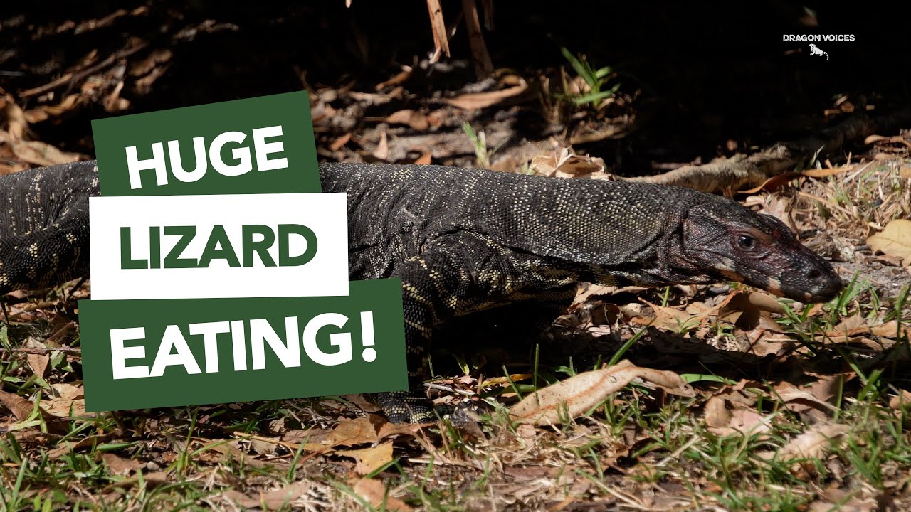 MORE Herping + Reptile Room Tour in NSW, Australia with @extremeherping ...