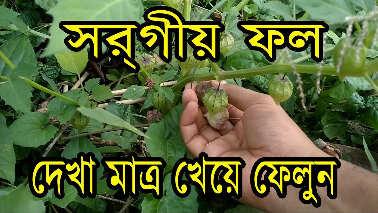 ফটকা বা পটকা গাছের কিছু ঔষধি গুনা গুন।গাছের কি কি উপকারিতা আছে।Health ...