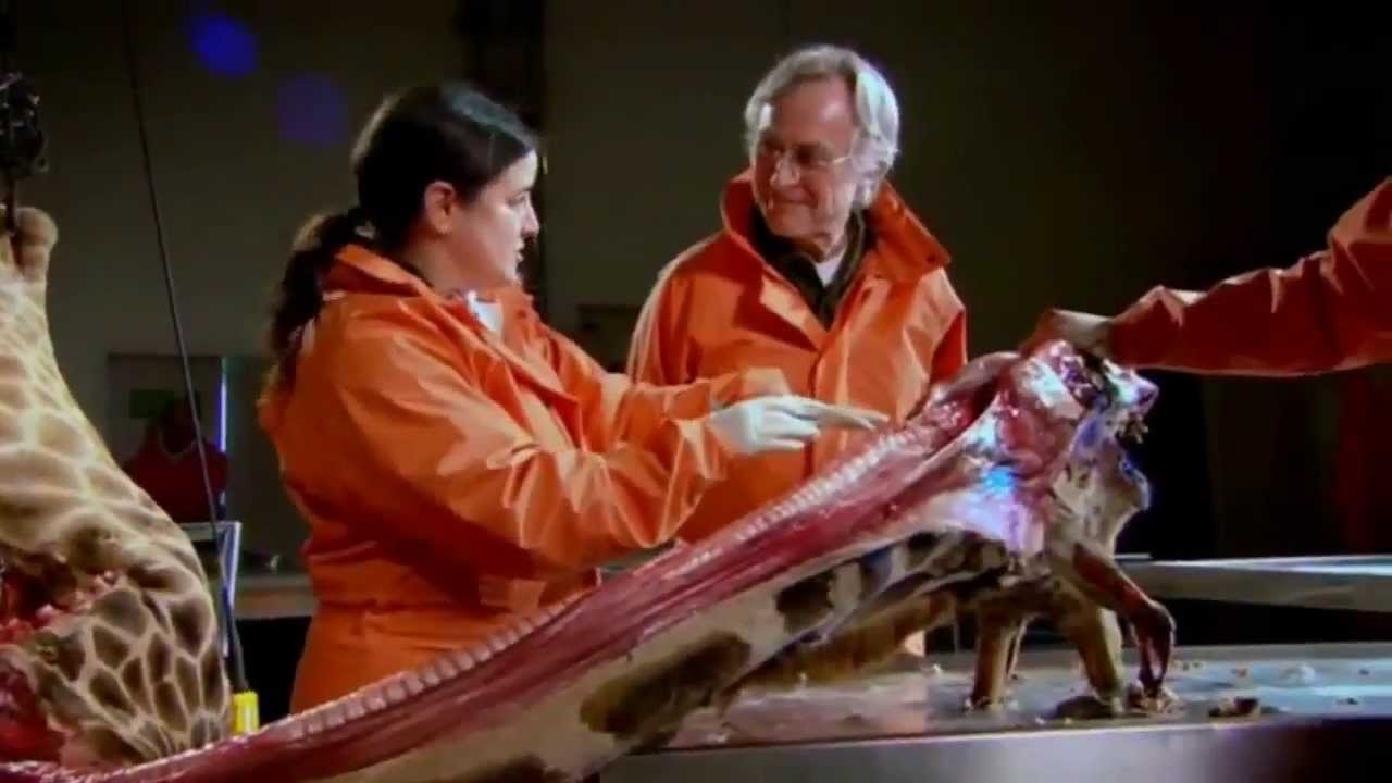 Evidence for Evolution: Bad Design (Richard Dawkins) - YouTube