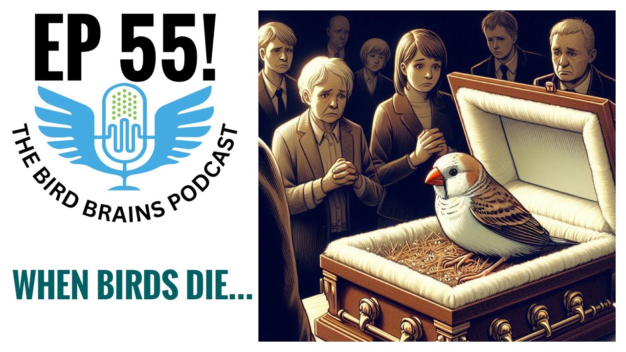 What to do when you lose a bird. The Bird Brains Podcast Episode 55 ...