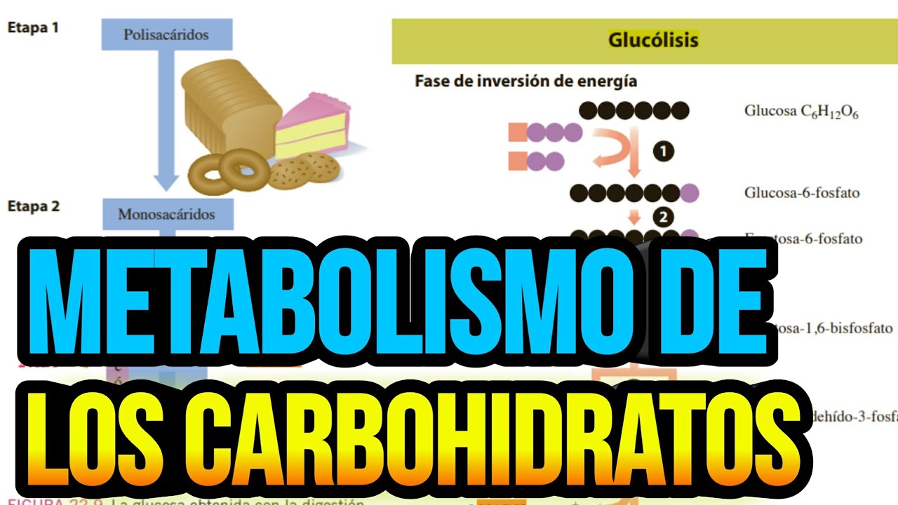 Metabolismo de los carbohidratos - YouTube