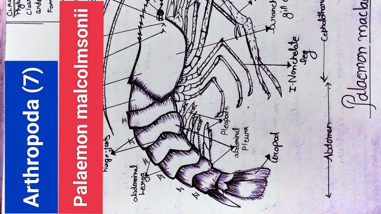 How to draw palaemon malcolmsonii for bsc1styear and class12Icbse Icse ...