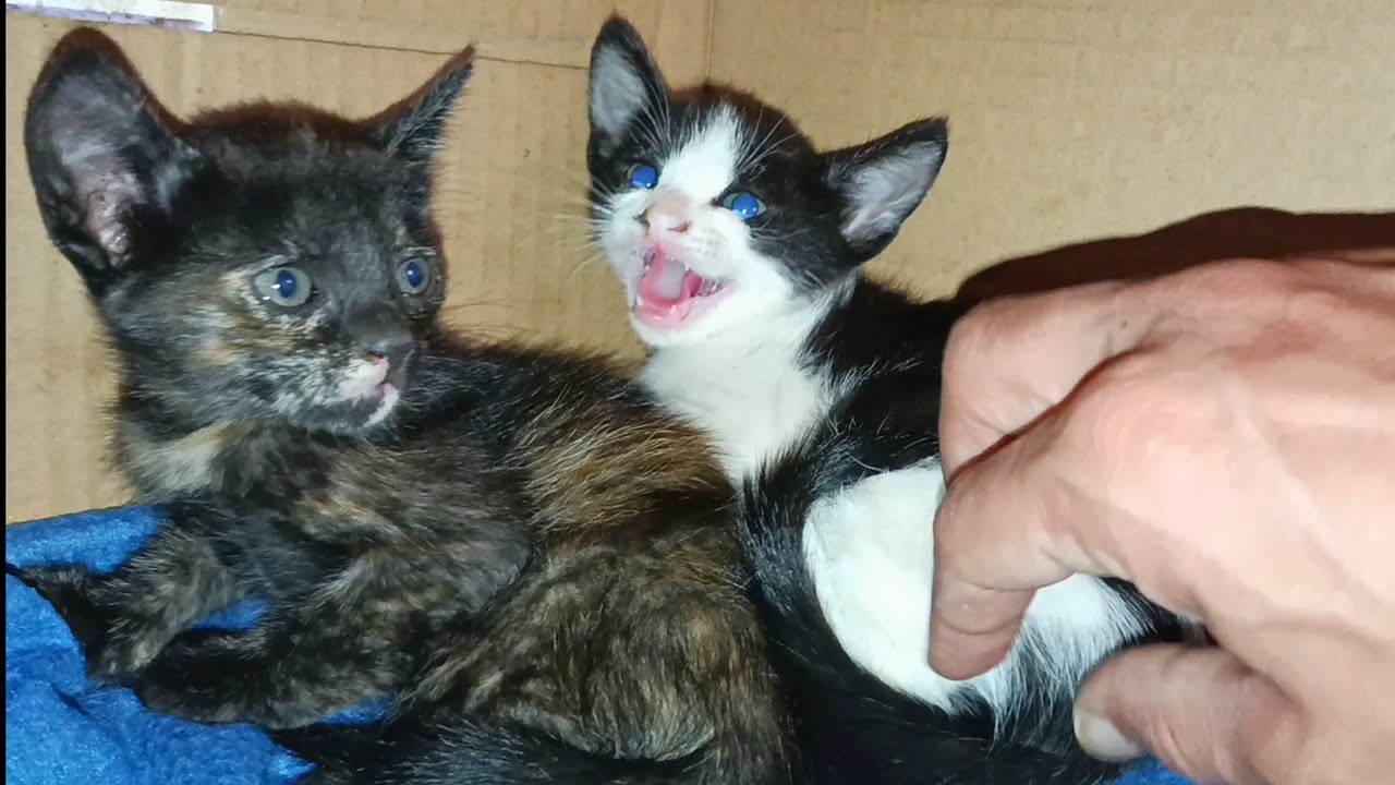 Kitten reacts angrily after I touched her gently next to her siblings ...