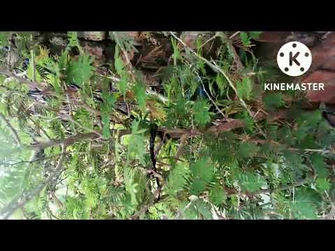 My sami plant first flower🌺🌻🌹🌷🌹🌺💐 - YouTube