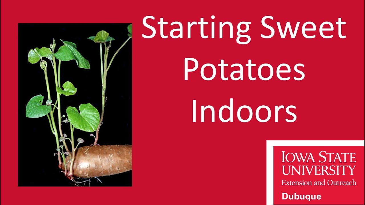 Starting Sweet Potatoes Indoors - YouTube