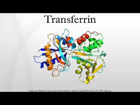 Transferrin - YouTube