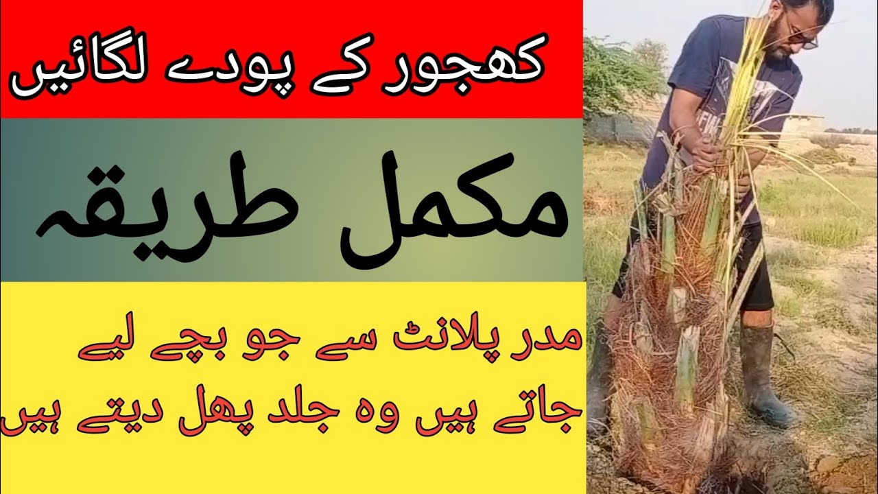 Khajur ka paudha lagane ka tarika ll کھجور کے پودے لگانے کا مکمل طریقہ ...
