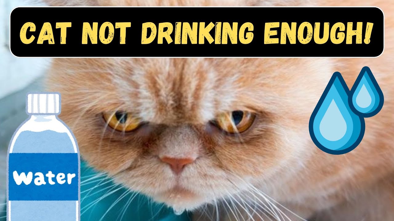 Use This SIMPLE TRICK To Get Your Cat To Drink More Water - YouTube