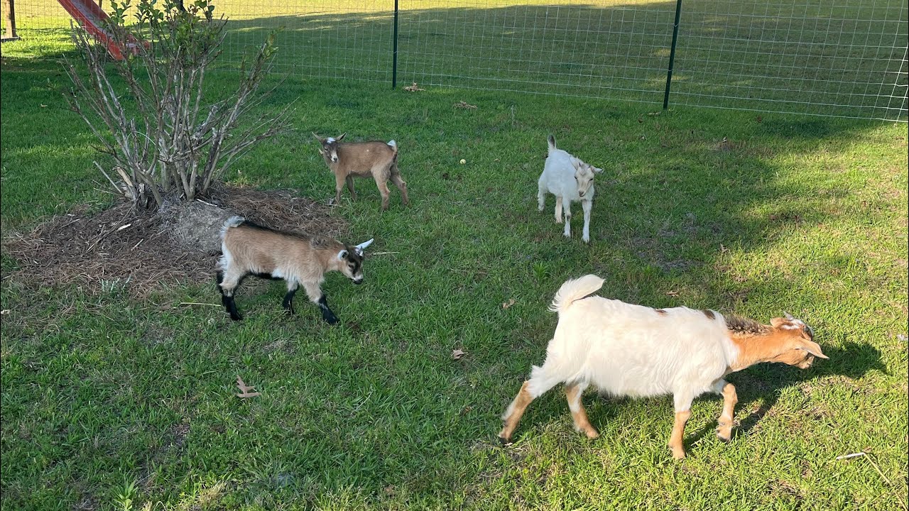 Feeding time! Goats, chickens and ducks oh my!!!! - YouTube