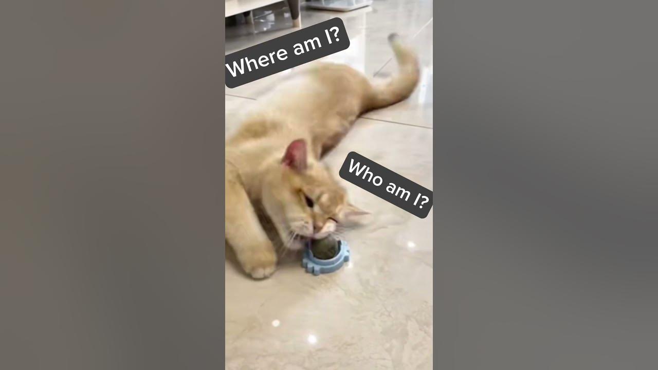 Your cat will lick, spin & purr non-stop with this catnip wall ball. Get yours now — link in bio ...