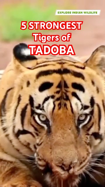 5 strongest tigers of Tadoba | Chota Matka | Matkasur | Wagdoh Tiger ...