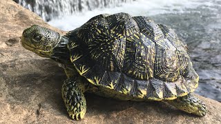 European Pond Tortoise ~ Painting Concrete Statues