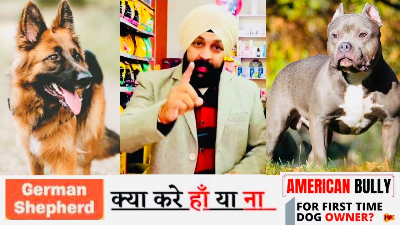 American Bully or German Shepherds - Best Dog Breeds for Your First Dog ...