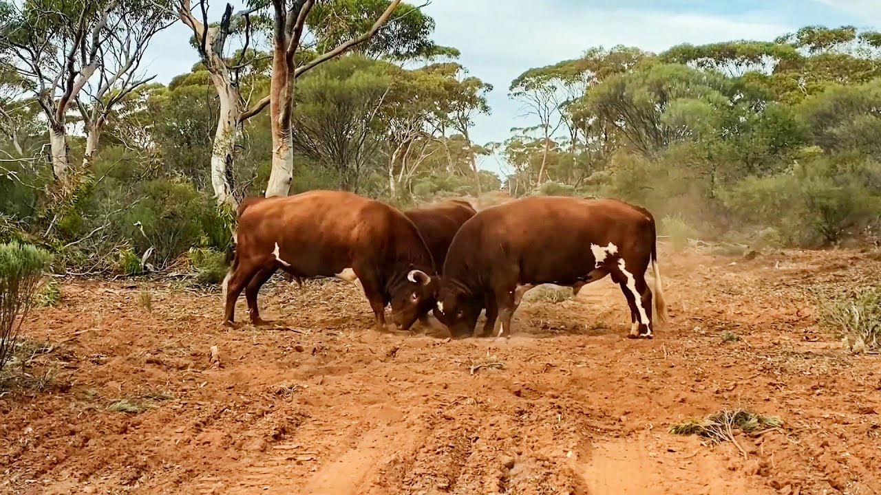 Australia is struggling to manage its rapidly expanding feral cattle ...