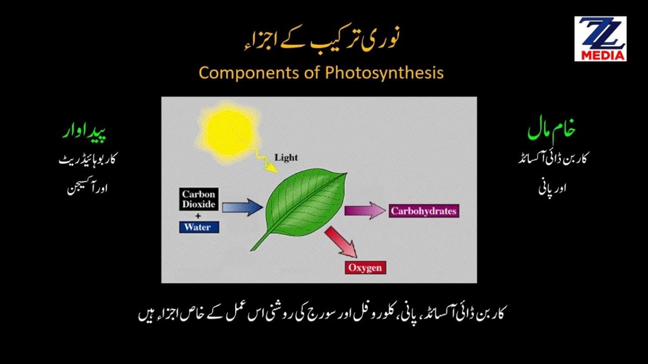 Photosynthesis Urdu Class IX YouTube photosynthesis-urdu-class-ix-youtube